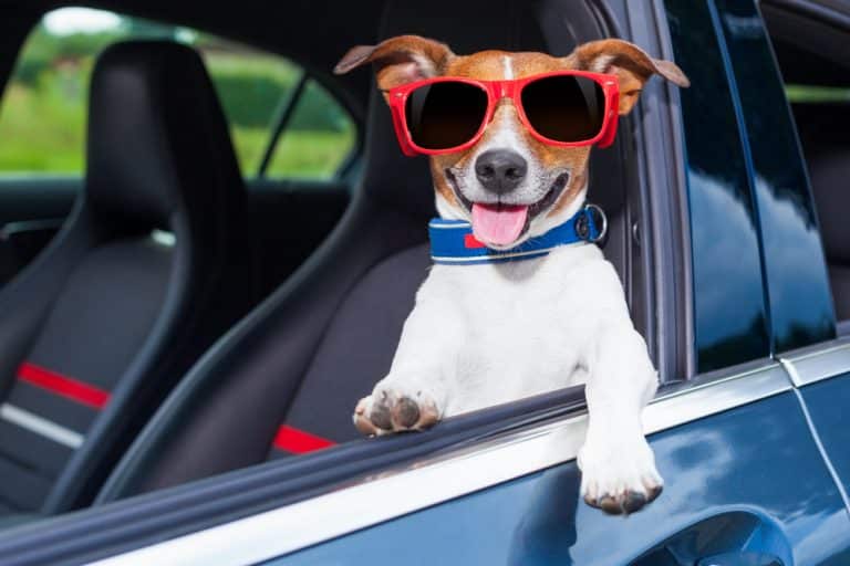 “Dog Mode” & “Pet Mode” Explained (For Beginners) – Motor & Wheels